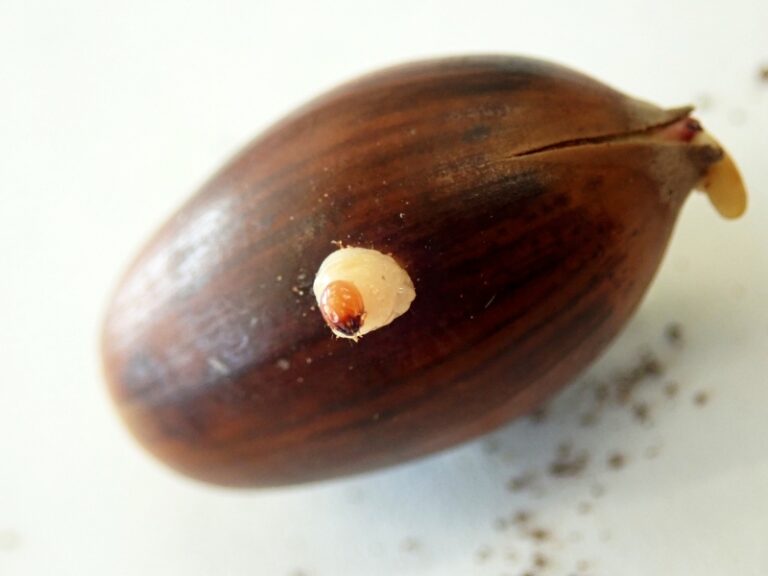 がんばれ！ドングリ虫 - BSN キッズプロジェクト